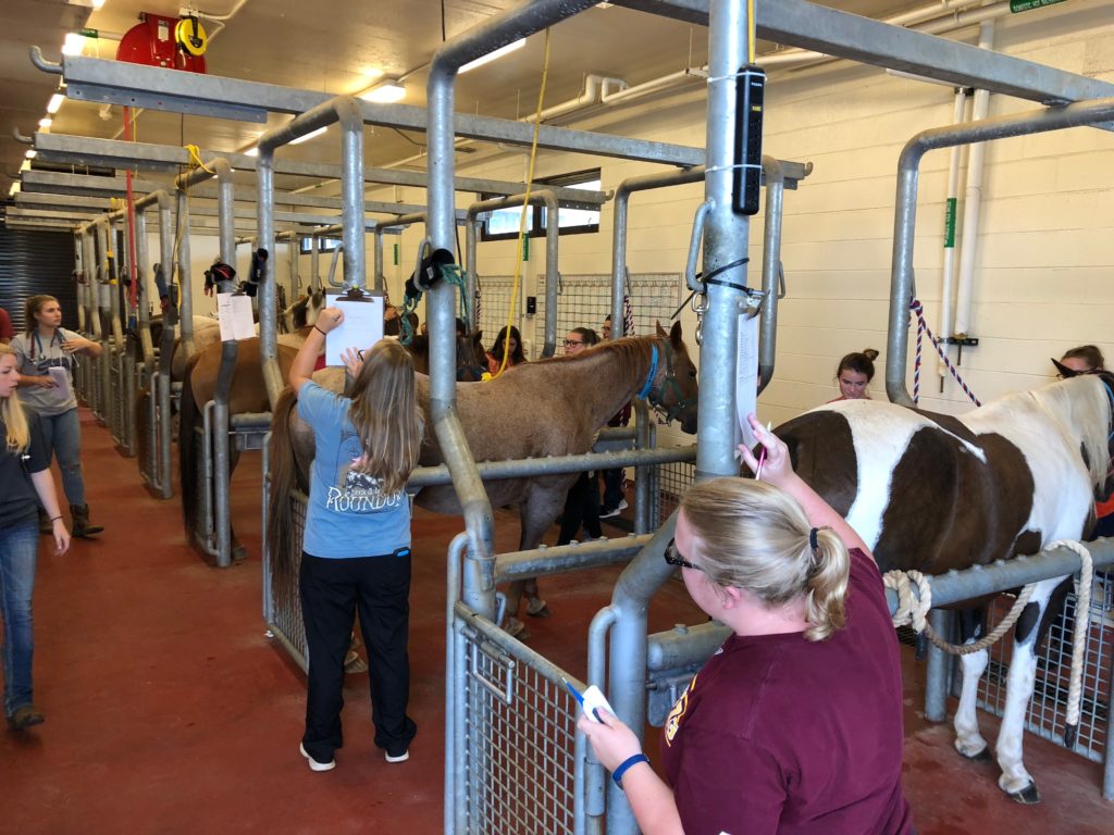 Hands-On Learning | Department of Animal Science