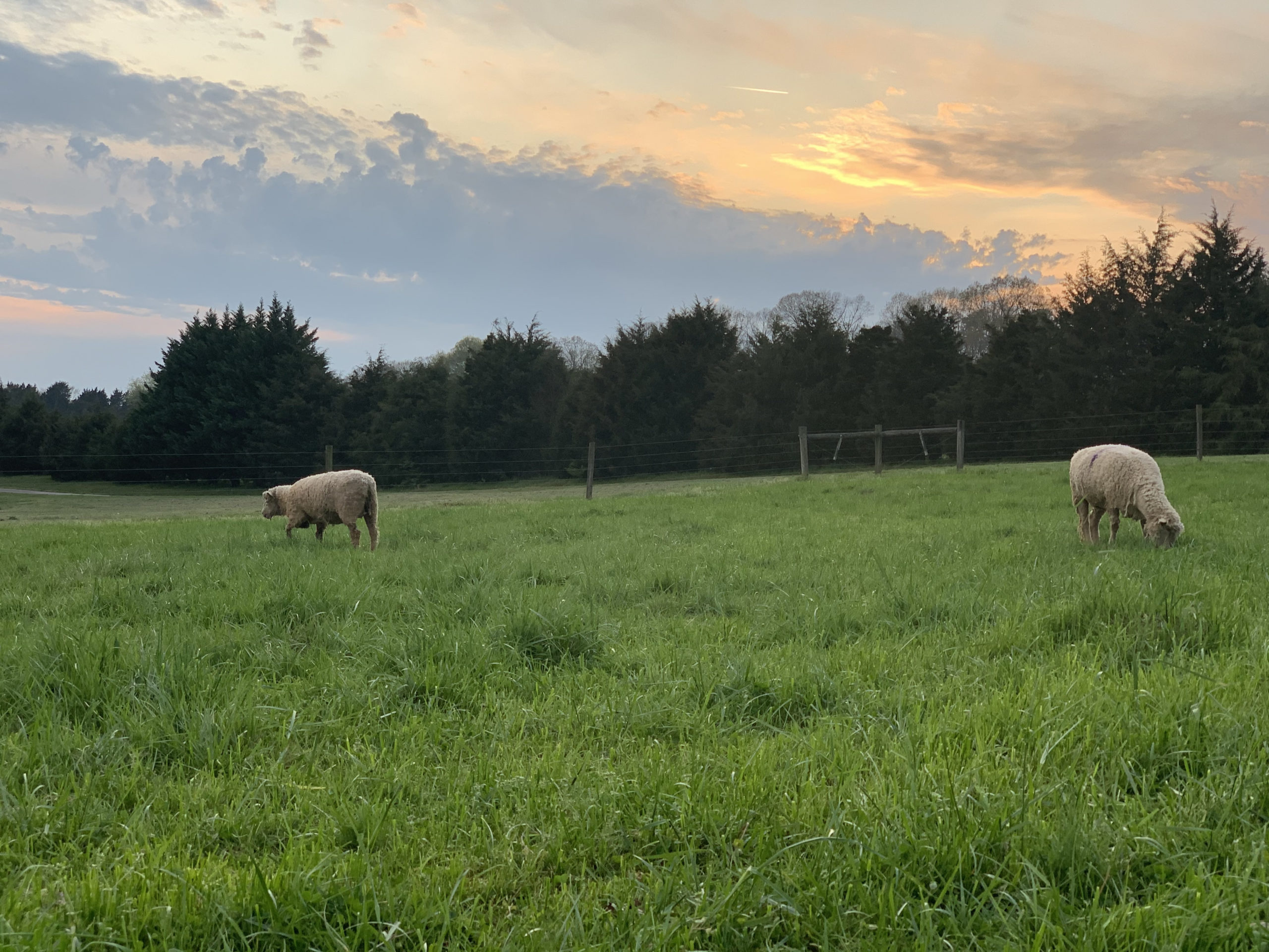 UT Small Ruminants | Department of Animal Science