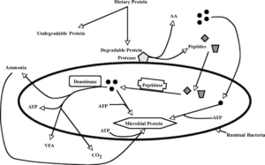 Rumen Microbes - Isotricha species | Department of Animal Science