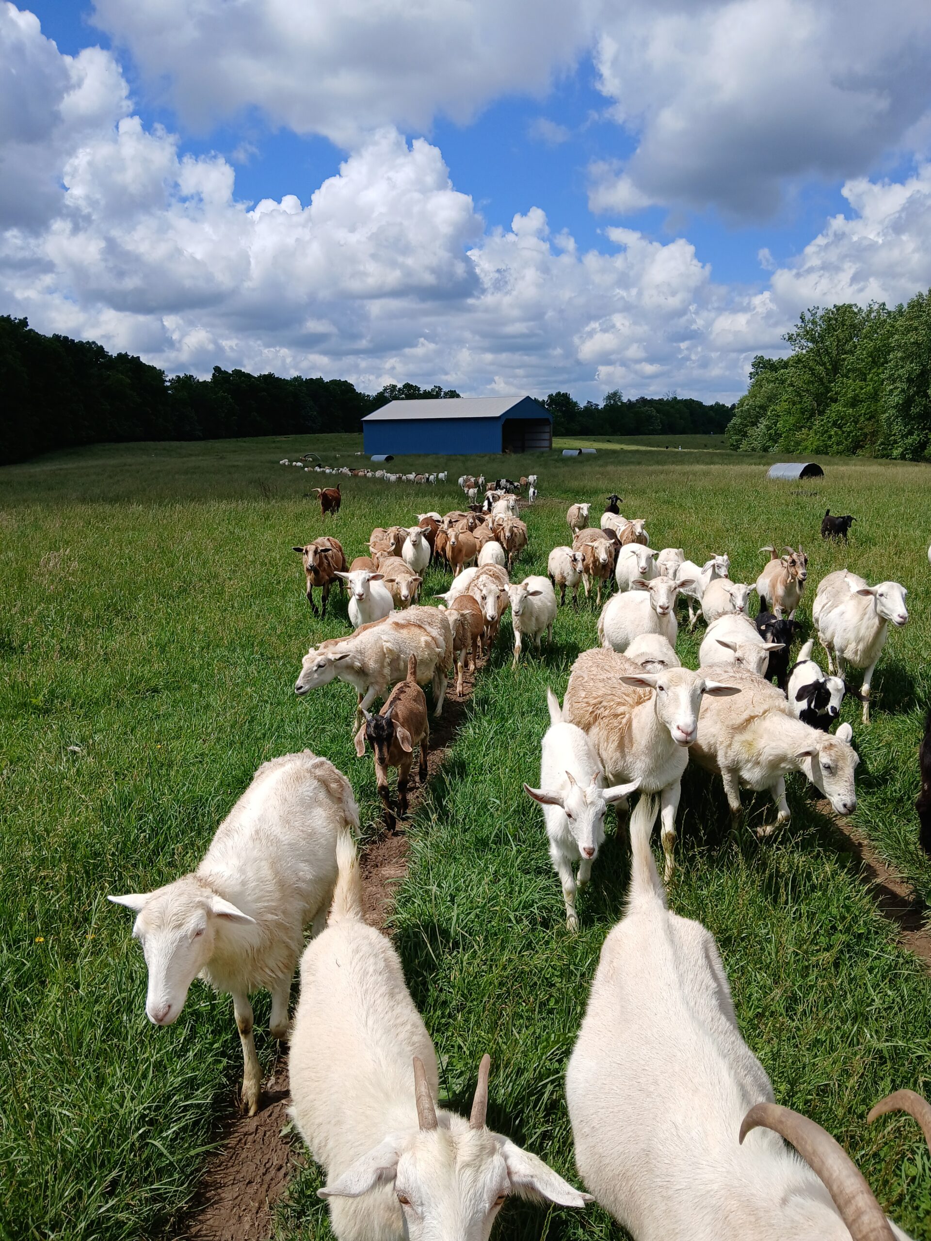 UT Small Ruminants | Department of Animal Science