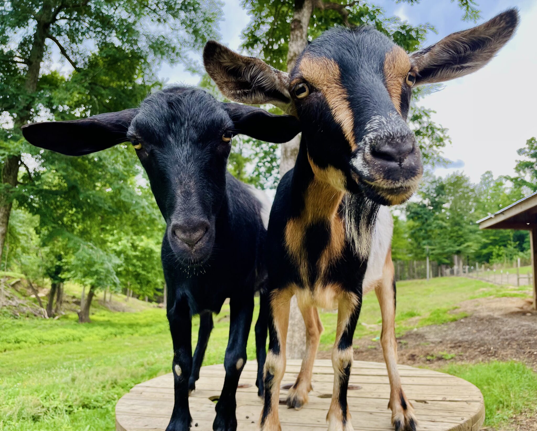 UT Small Ruminants | Department of Animal Science