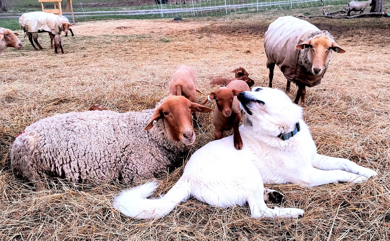 UT Small Ruminants | Department of Animal Science