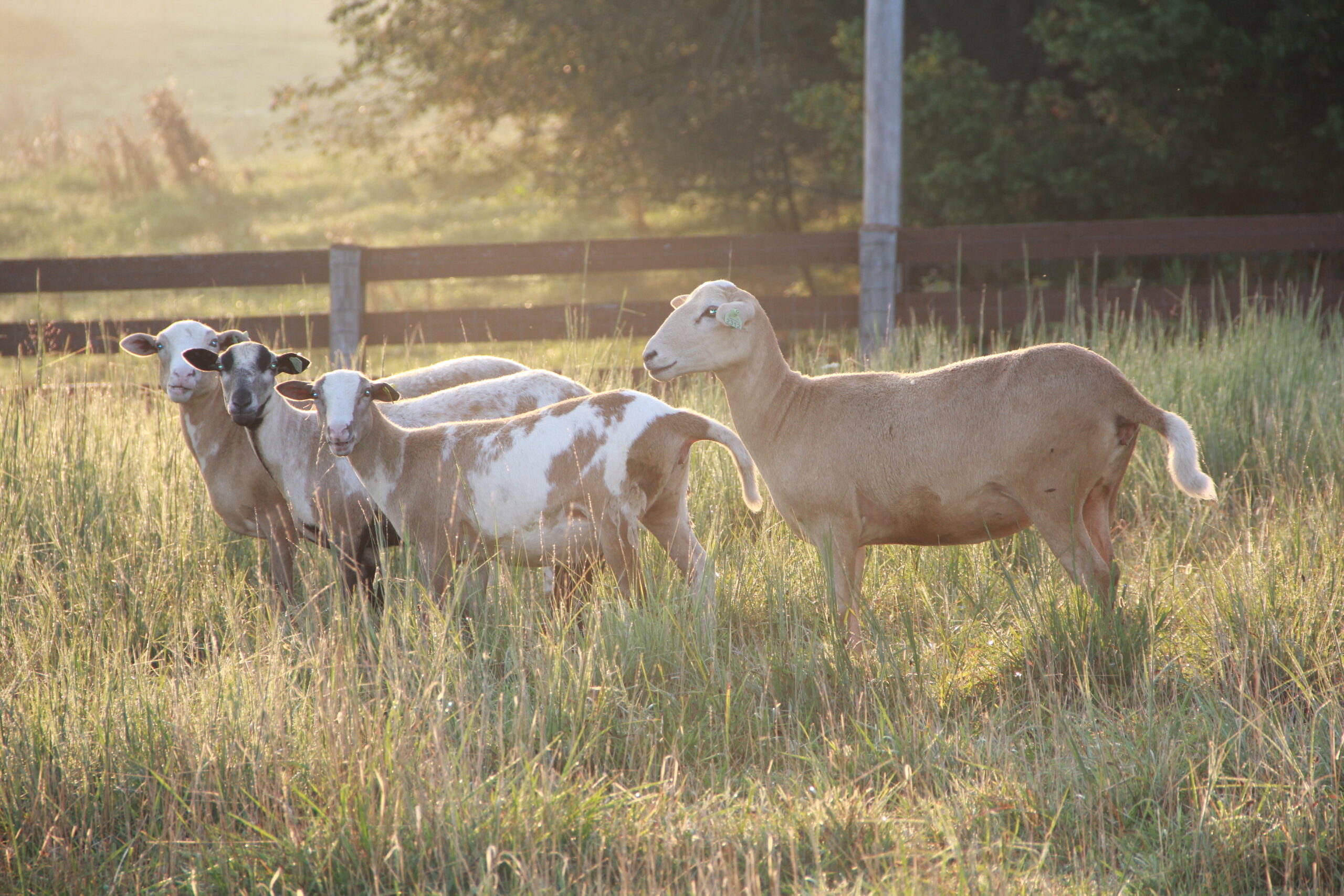 UT Small Ruminants | Department of Animal Science