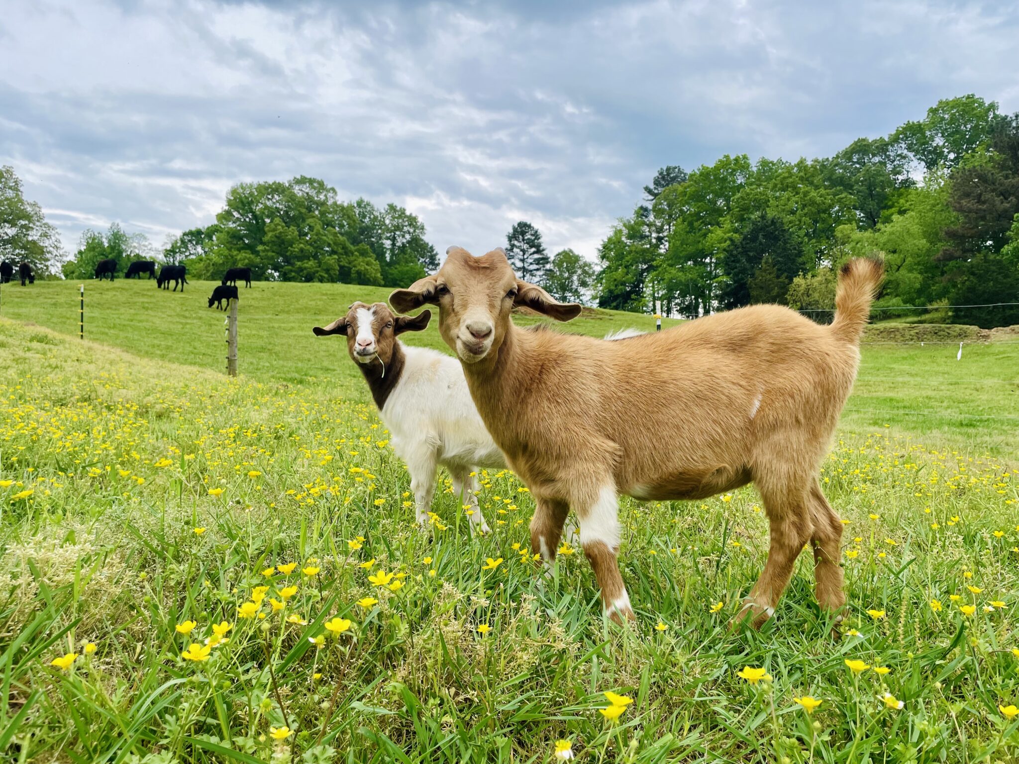UT Small Ruminants | Department of Animal Science