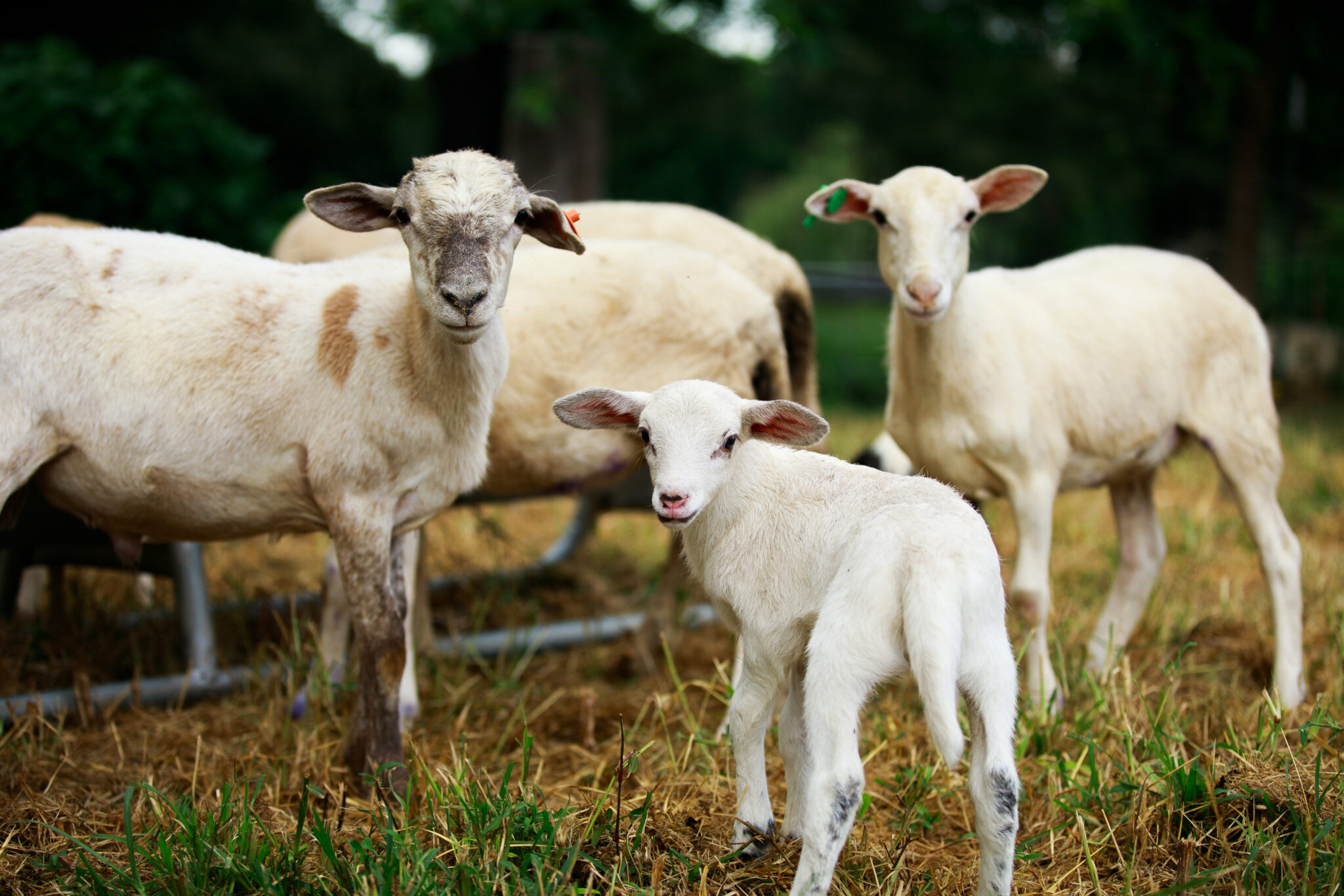 UT Small Ruminants | Department of Animal Science